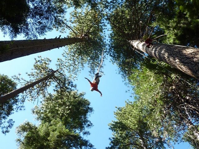 Trees – Bungee Adventures
